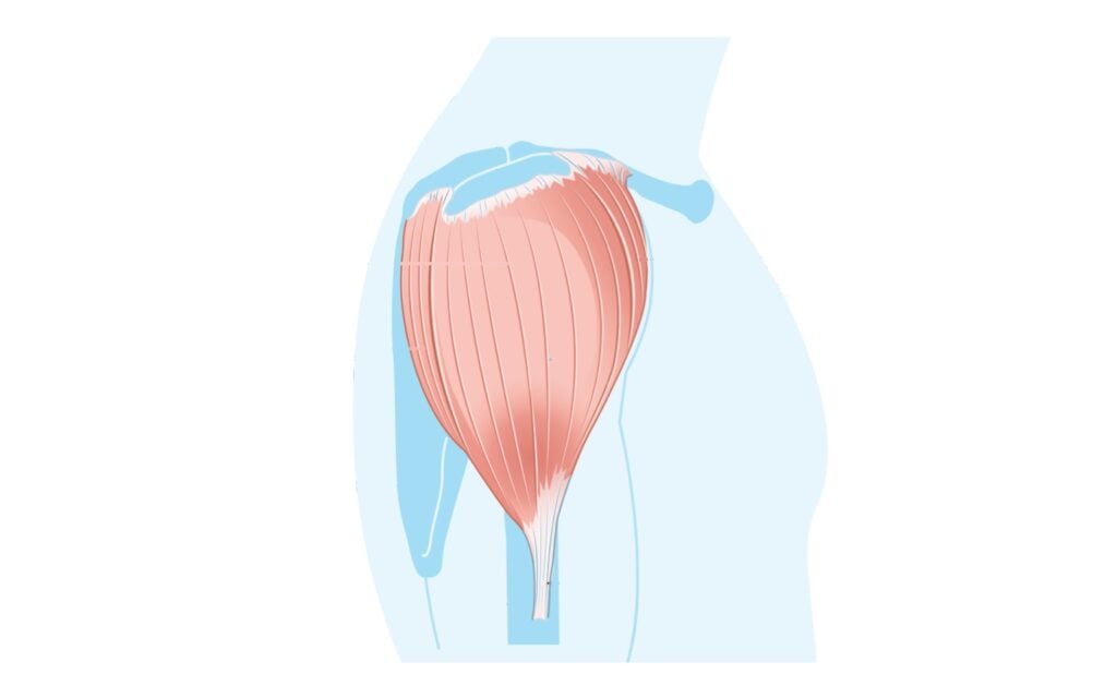 Shoulder Day Workout - Deltoid Workout Routine - Gym Geek