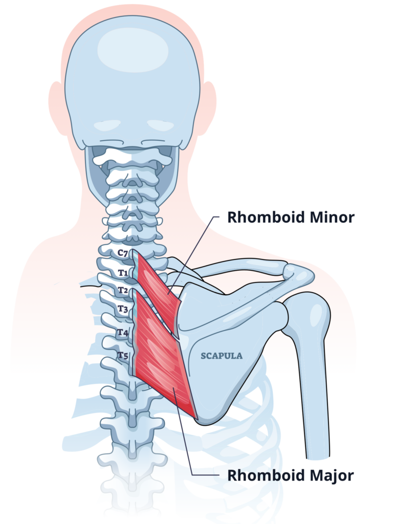 11 Rhomboid Exercises - Rows, Pulls, Flys - Illustrated Guide - Gym Geek