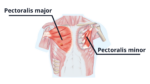 Push Day Workout - Chest, Shoulders and Triceps Routine - Gym Geek