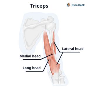 Push Day Workout - Chest, Shoulders and Triceps Routine - Gym Geek