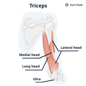 8 Tricep Dip Variations - How to Do a Tricep Dip - Illustrated Guide ...