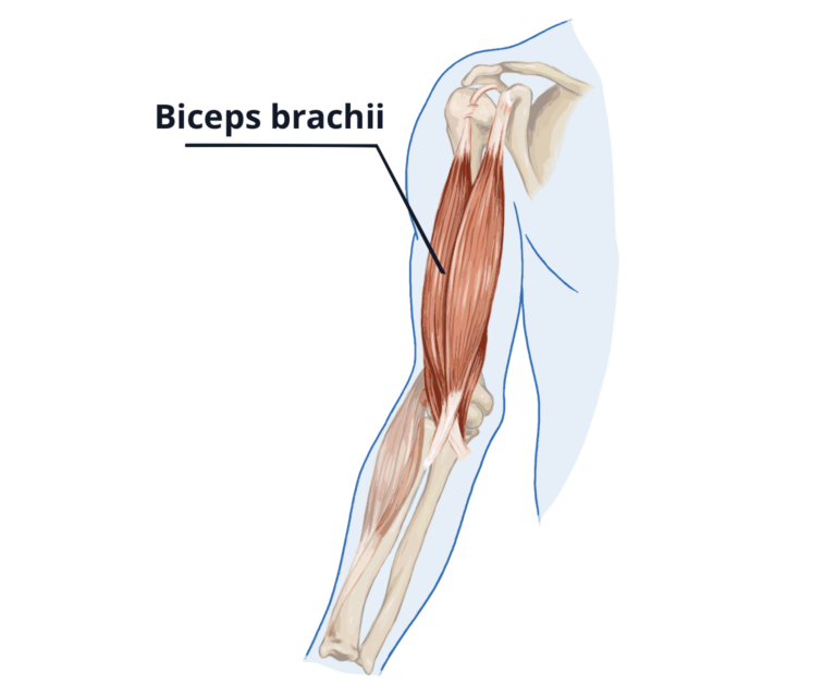 Arm Day Workout - Biceps and Triceps Routine - Gym Geek
